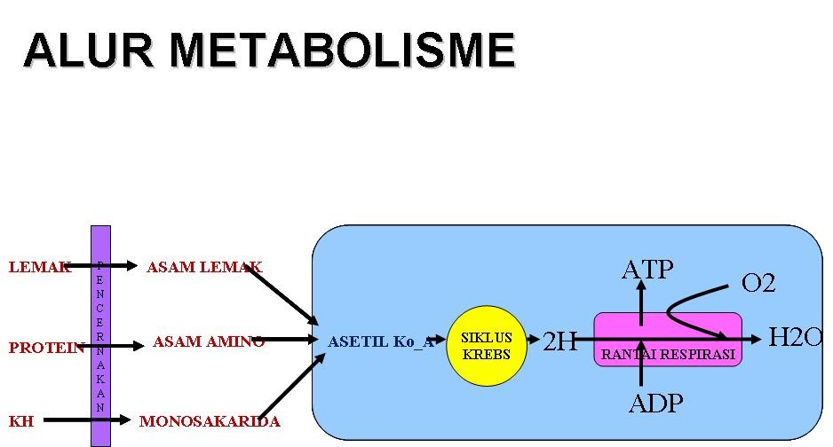 BIOKIMIA GIZI: METABOLISME LEMAK