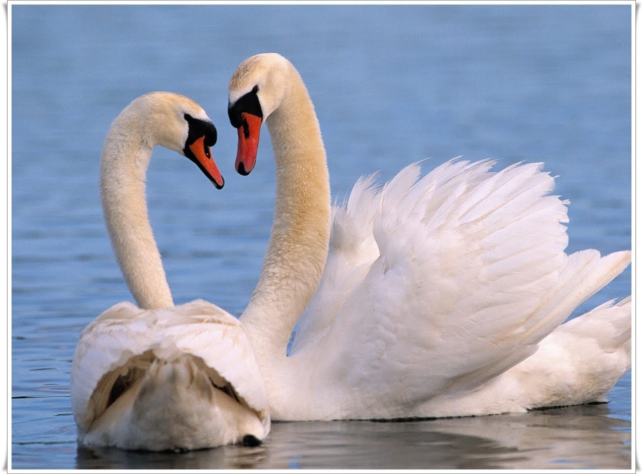 QQ Wallpapers: Swan Kissing Wallpaper
