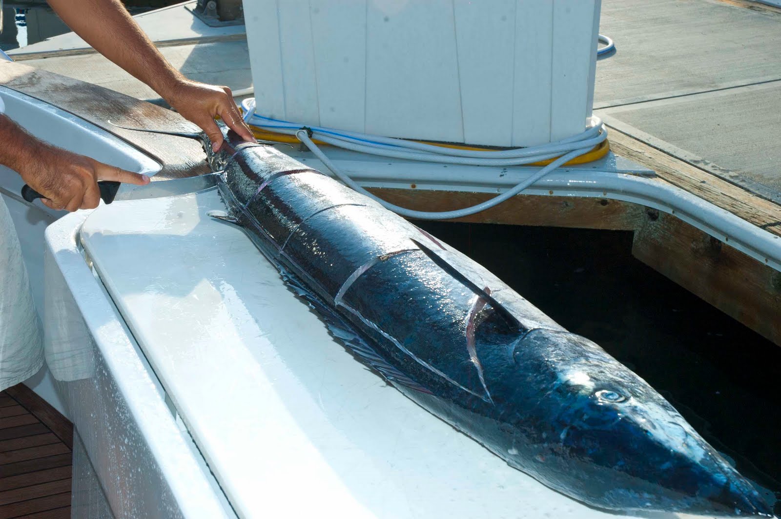 Pisces Fleet Sportfishing Blog: Wahoo Filleting 101