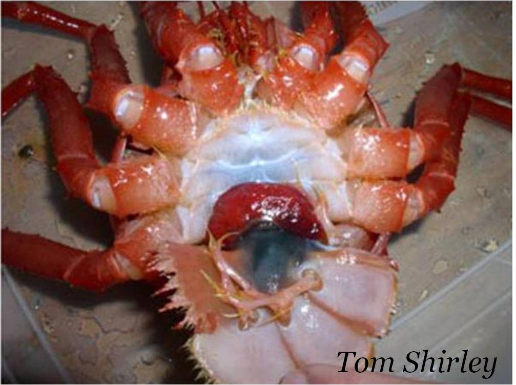Snow Crab Love: Crab parasites