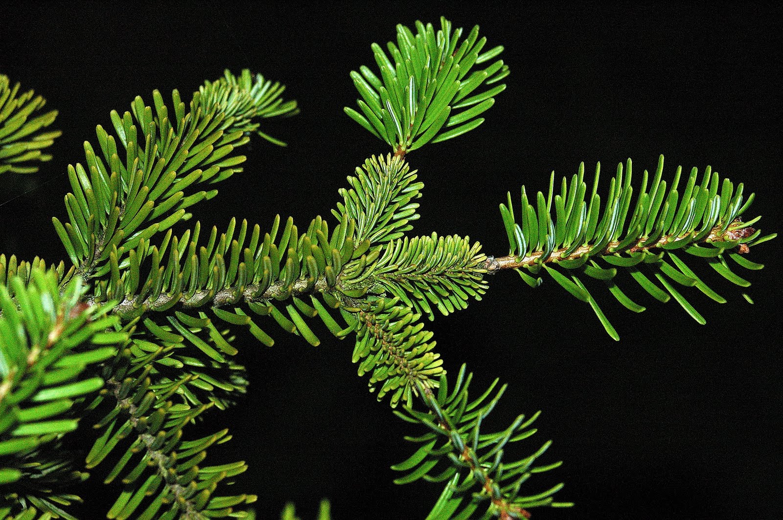 Arboloteando el paisaje: ABETO (Abies alba)