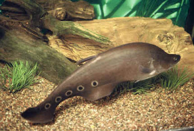 love-aquariums: African Knife or Clown Knife Fish