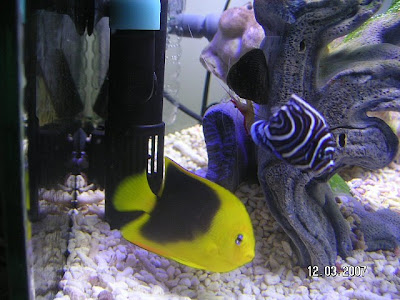 love-aquariums: A Small Salt Water Fish Aquarium