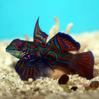 love-aquariums: Dragonettes Saltwater Fish