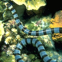 Fauna Marina: Serpientes marinas.