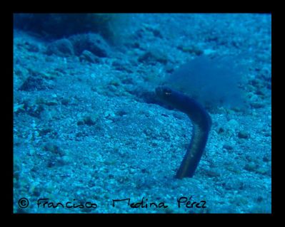 Fauna Marina: Anguila