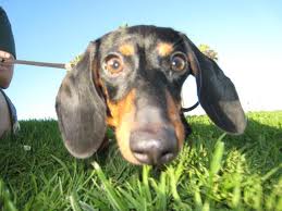 Information, Tips, Training and Guidance About Dog