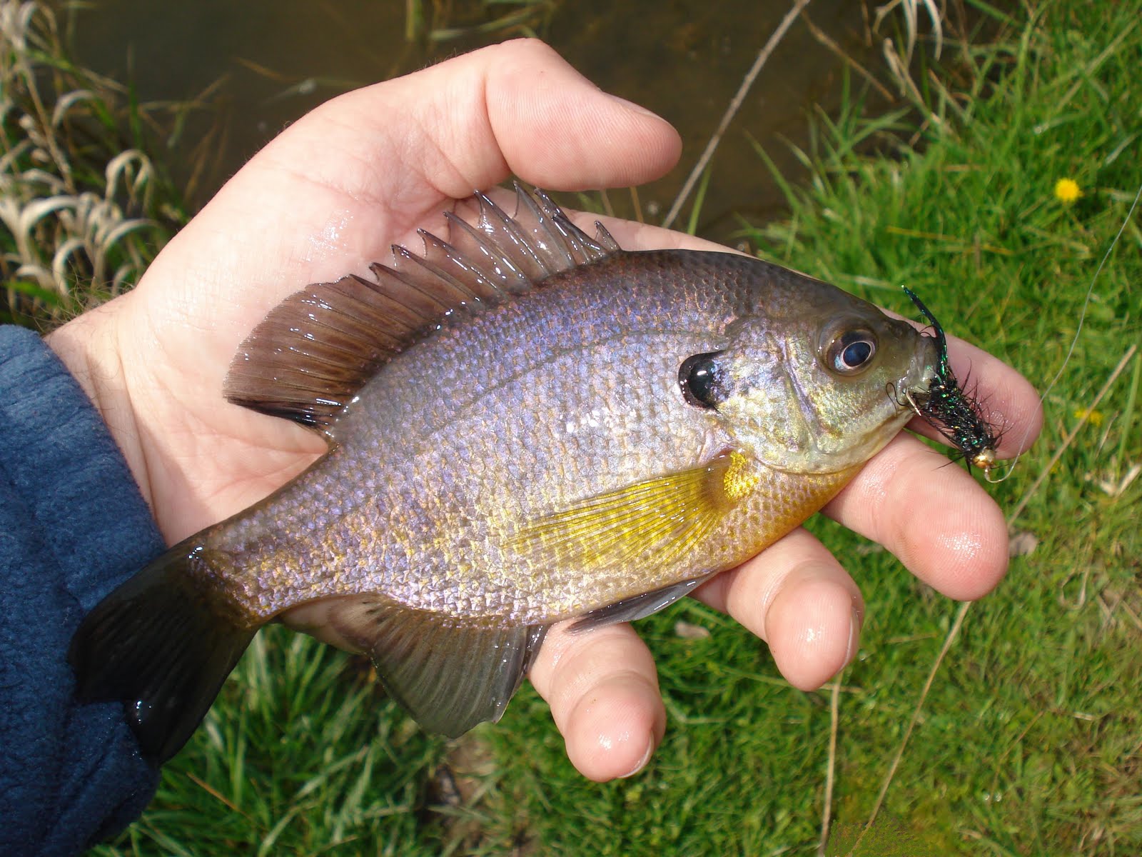 Fish Bucks & Bullets: Lookout Point and Bond Butte Pond