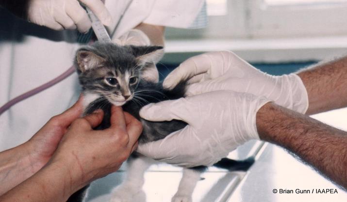 TOWARDS GREATER HEIGHTS: Animal-testing