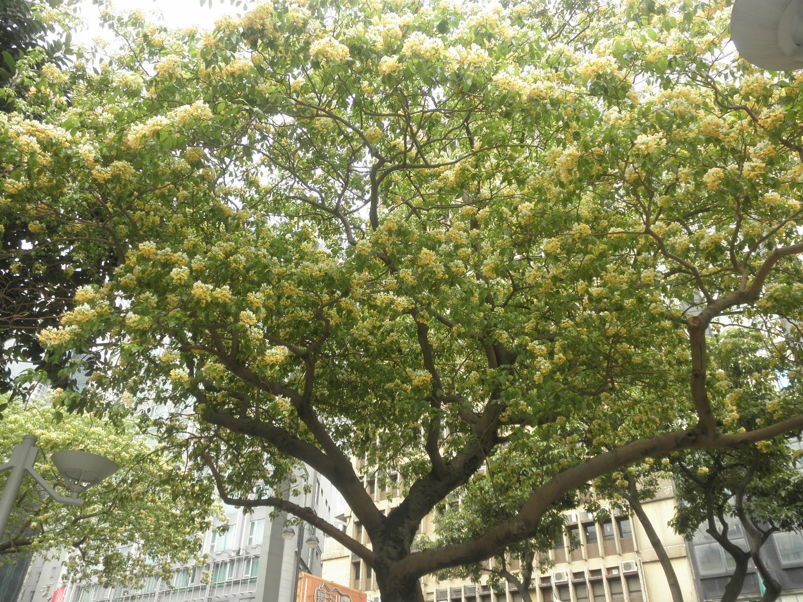 Indian trees: Spider Tree(Crateva unilocularis Buch.-Ham.)