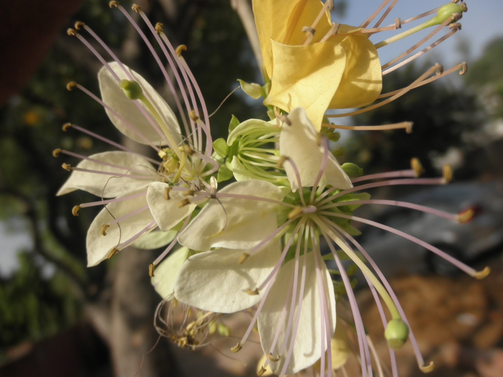 Indian trees: Barna(Crataeva adansonii)