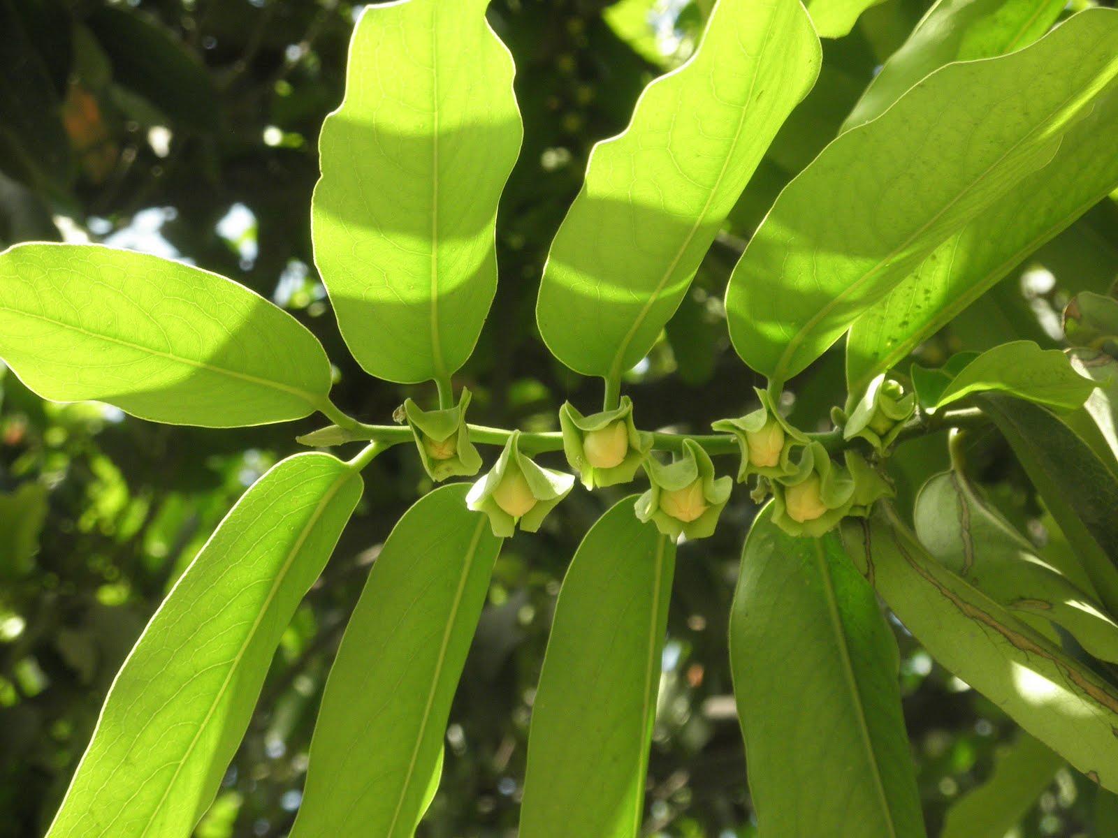 Indian trees: Gab(Diospyros malabarica)