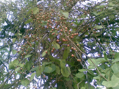 Lasora-Cordia dichotoma