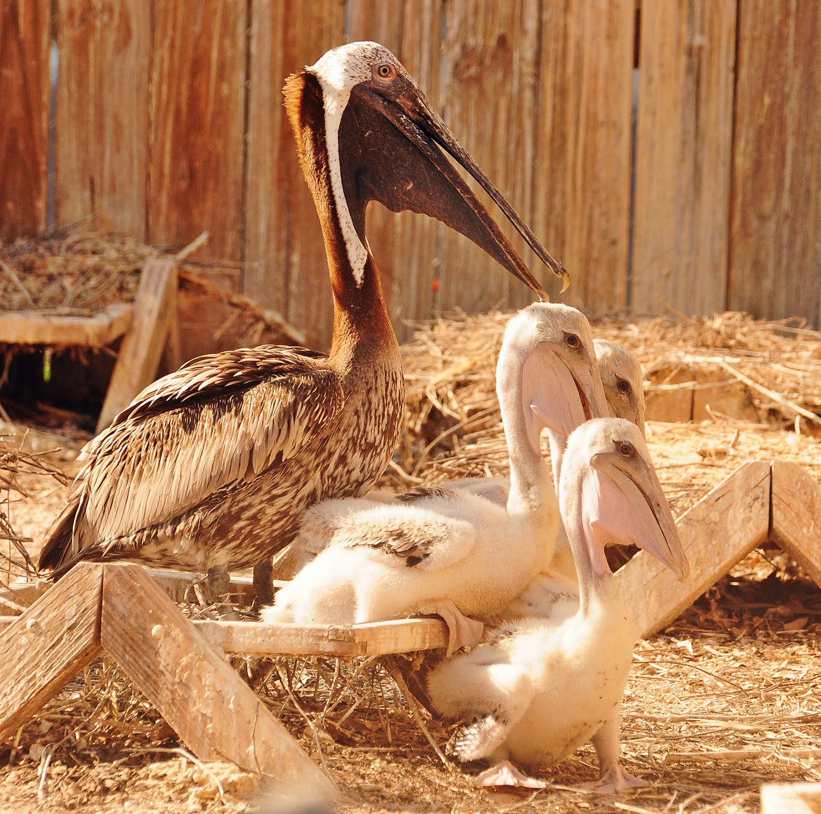 Dina's City Wildlife Adventures: Baby brown pelicans at Suncoast ...