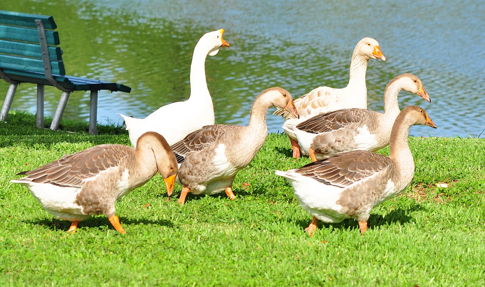 Dina's City Wildlife Adventures: Baby geese all grown up