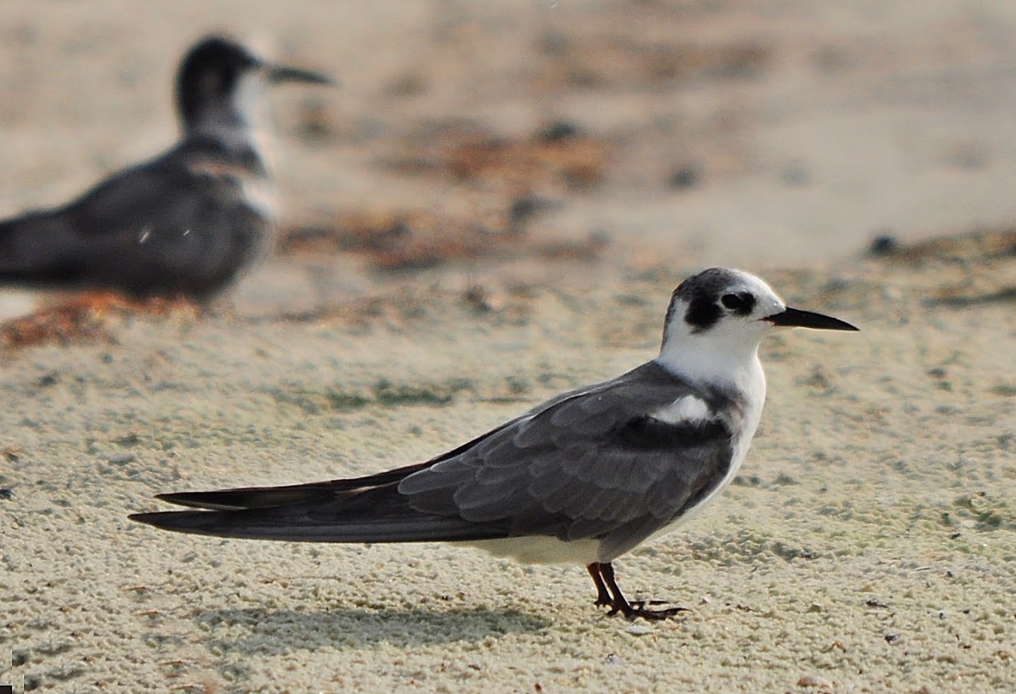 Dina's City Wildlife Adventures: Black terns in the Tampa bay area.