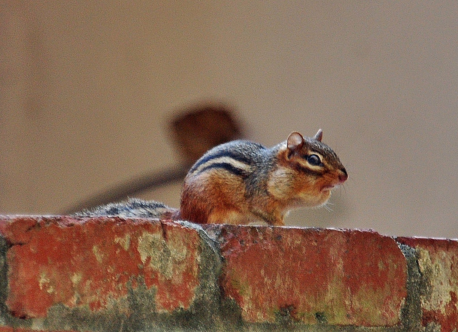 Dina's City Wildlife Adventures: Georgia birds and a chipmunk