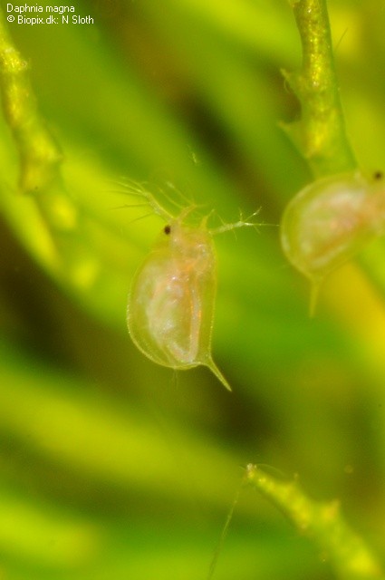 Abyss: Pulga de agua (Daphnia Magna)