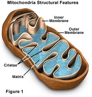 Science: What is mitochondrial DNA?