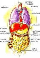 Biología: Los órganos
