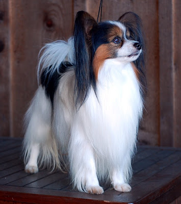 Camera' s Eye: Butterfly Dogs