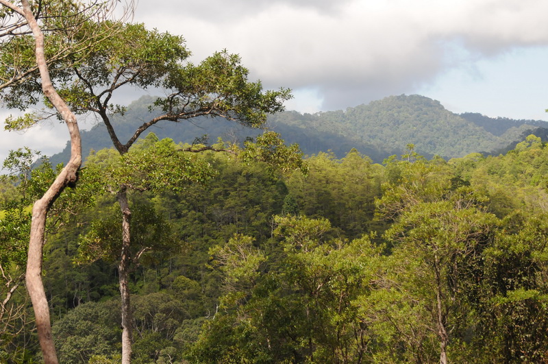 A Wandering Naturalist: Sarawak: In the footsteps of the Rajah