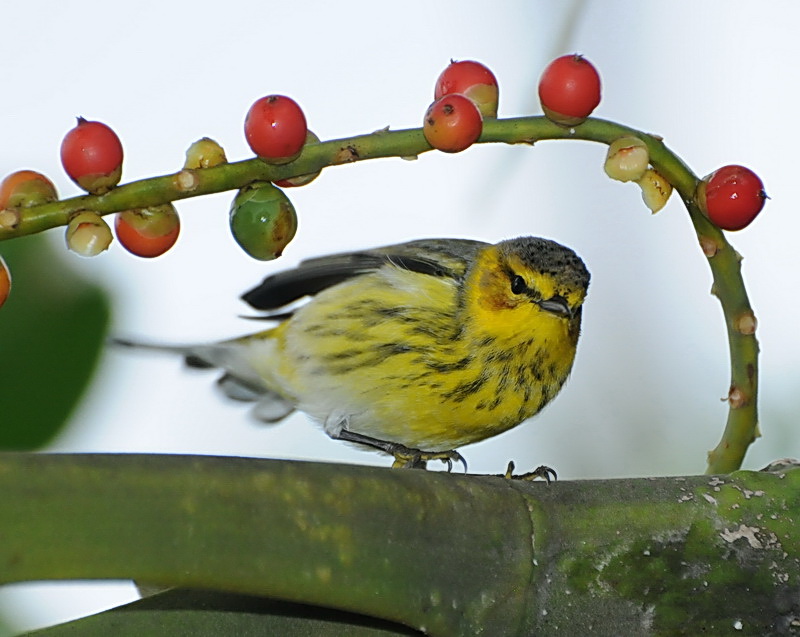 A Wandering Naturalist: Jamaica: Chi Chi Bud Oh!