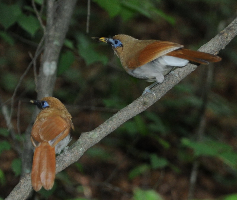 A Wandering Naturalist: China: Huangshan - Crouching Laughingthrush ...