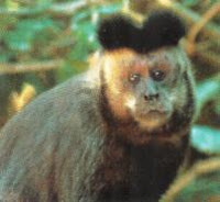 Macacologia: Macaco Capuchinho Castanho