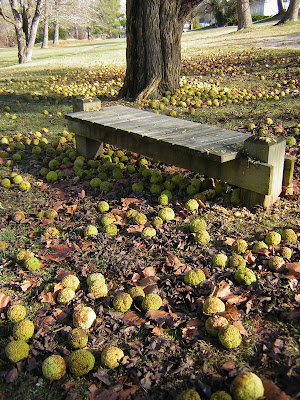 Lexington Daily Photo: Monkey brains