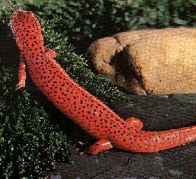 Il mondo degli animali: Gli anfibi curiosità