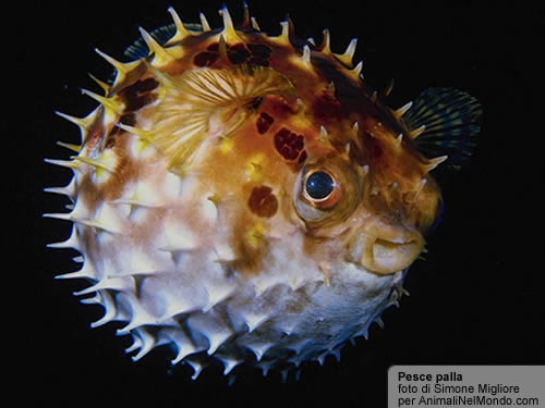 Il mondo degli animali: Il pesce palla