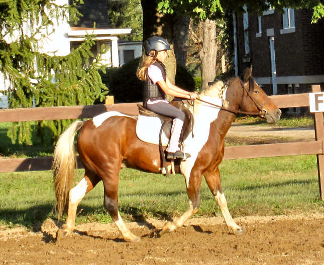 The Horsemeister Blog: Lesson Pony Duke