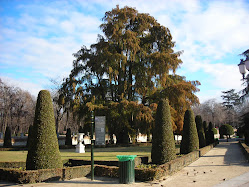 2009 AÑO DEL AHUEHUETE: AHUEHUETE, LOS VIEJOS DEL AGUA