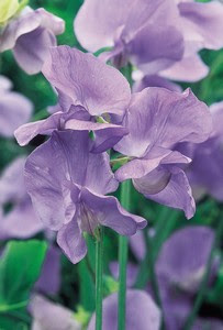 Garden of Ladybug: Ervilha-de-cheiro (Lathyrus odoratus)
