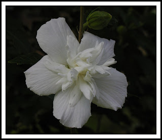 Reflections in Art: Double White Althea