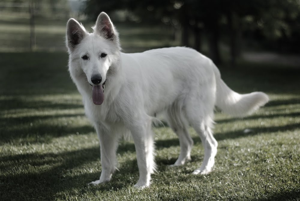 Beli švicarski ovčar | Photography by Piipsy