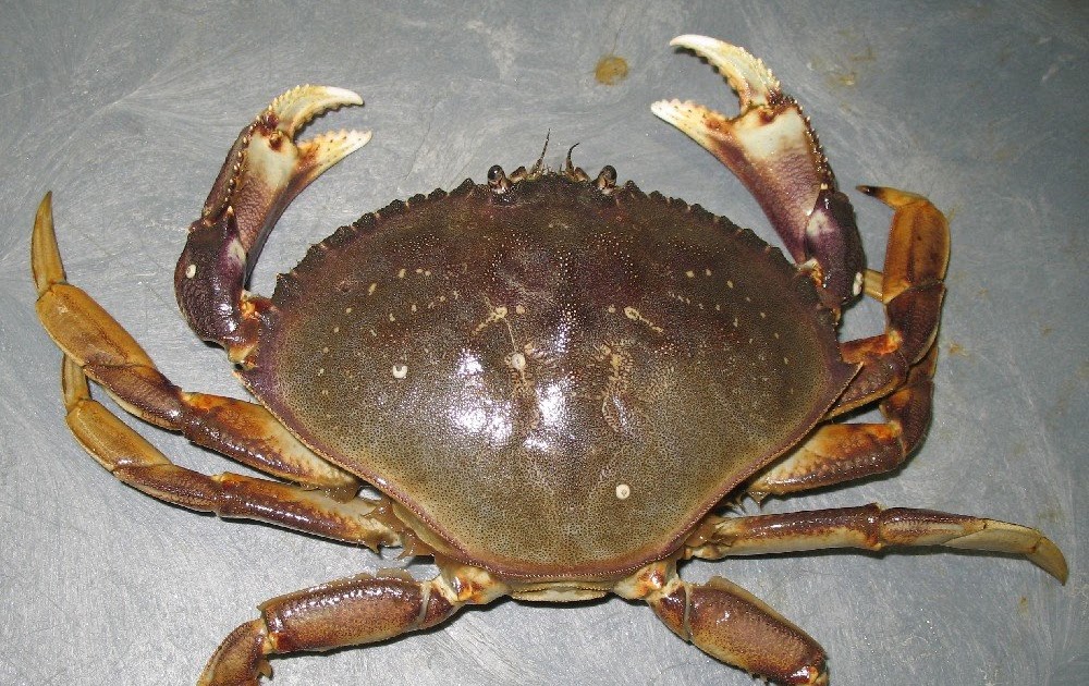 KAJIAN TEMPATAN TAHUN 6 - SUMBER LAUT: Ketam