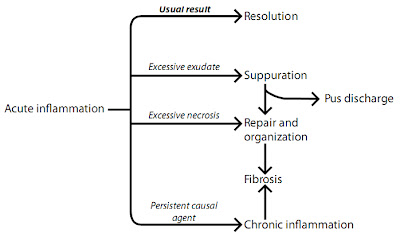 The Basics of Acute Inflammation - IVLine