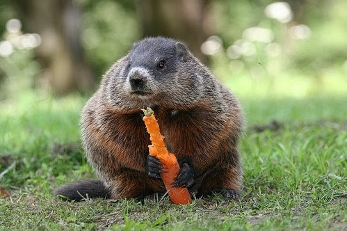 east side bride: What? It's ground hog day??