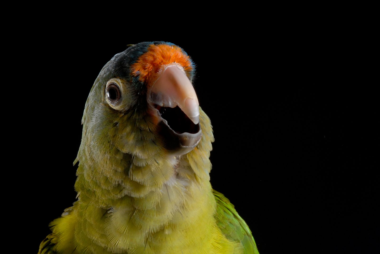 worstphotographerever: Day 531 Disney a Happy Half Moon Conure