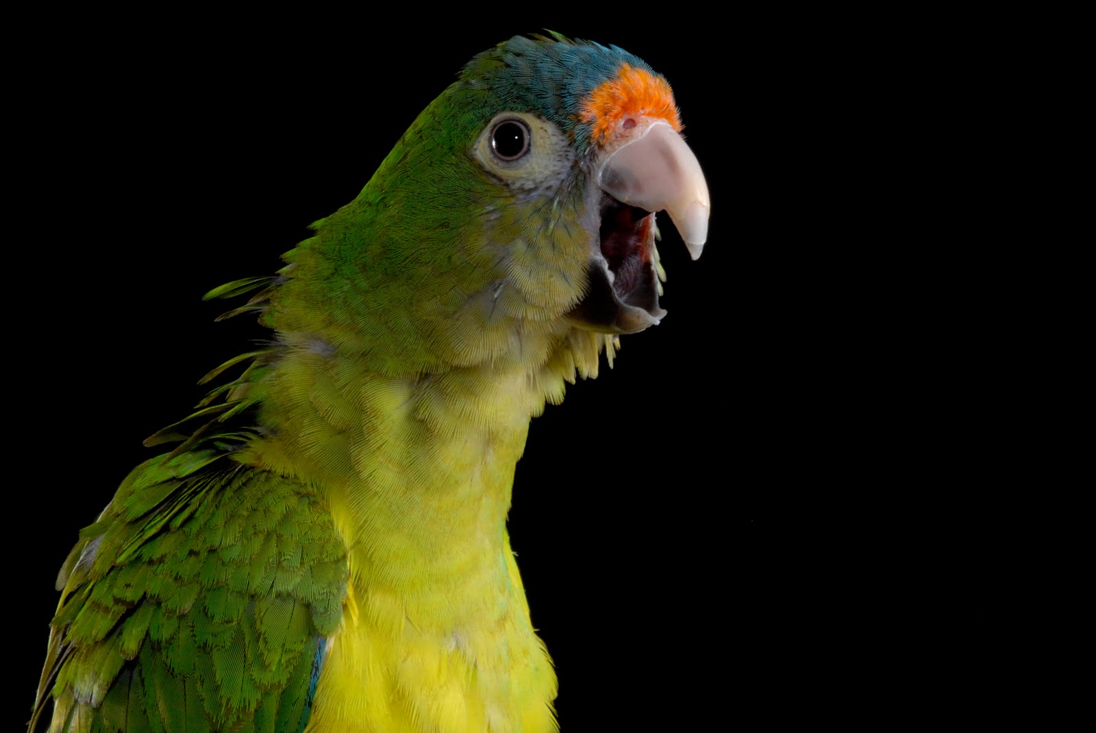 worstphotographerever: Day 531 Disney a Happy Half Moon Conure