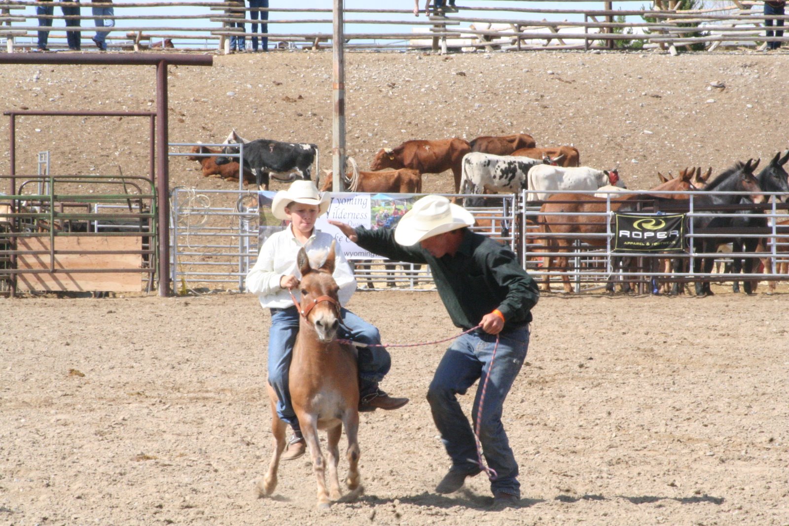 PairADice Mules: Last class of the Jake Clark Mule Days Rodeo