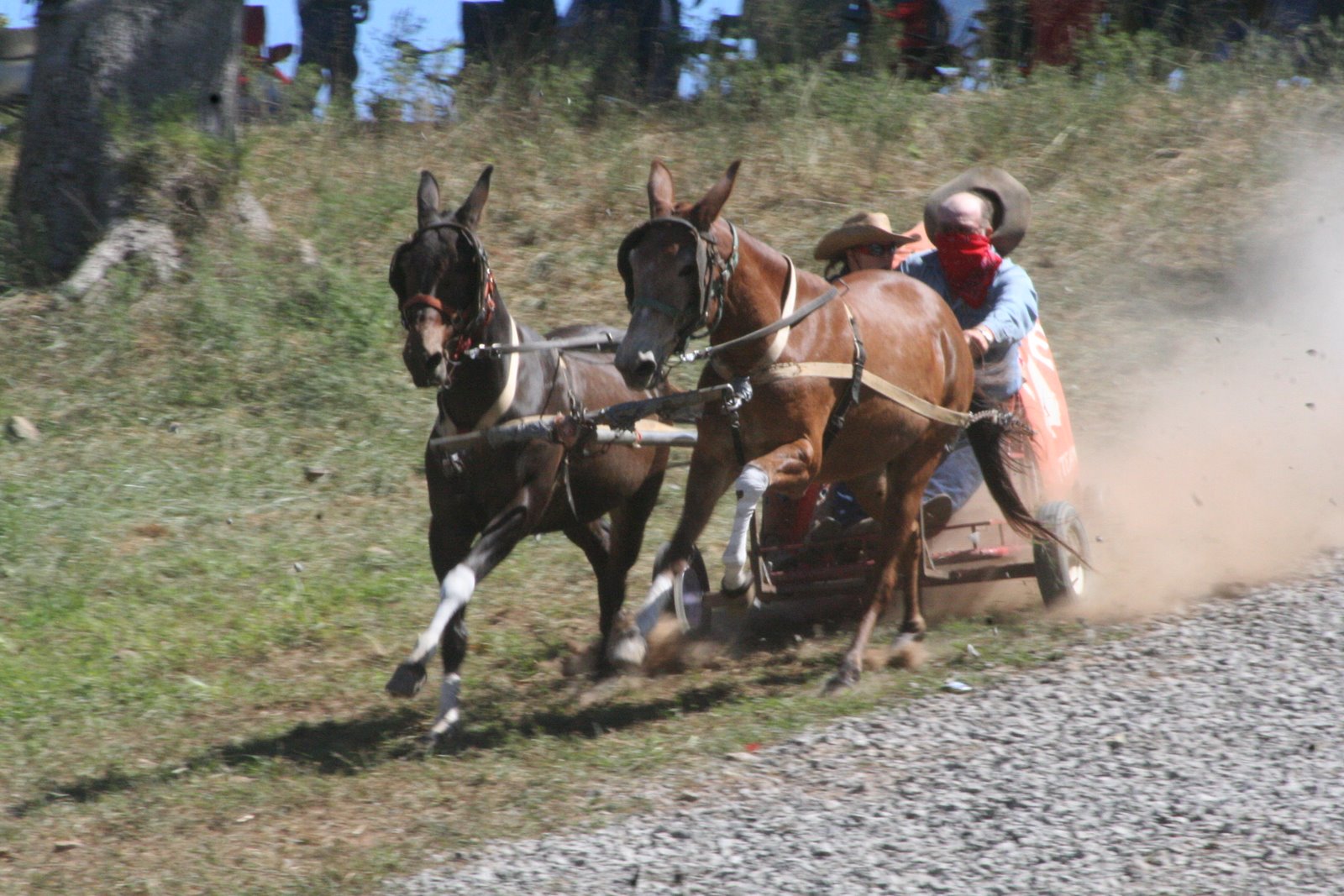 PairADice Mules: Big Mule Races at Clinton, AR