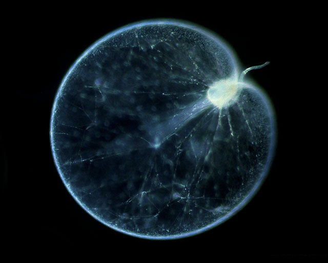 you banana — Noctilucas scintillans- a bioluminescent...