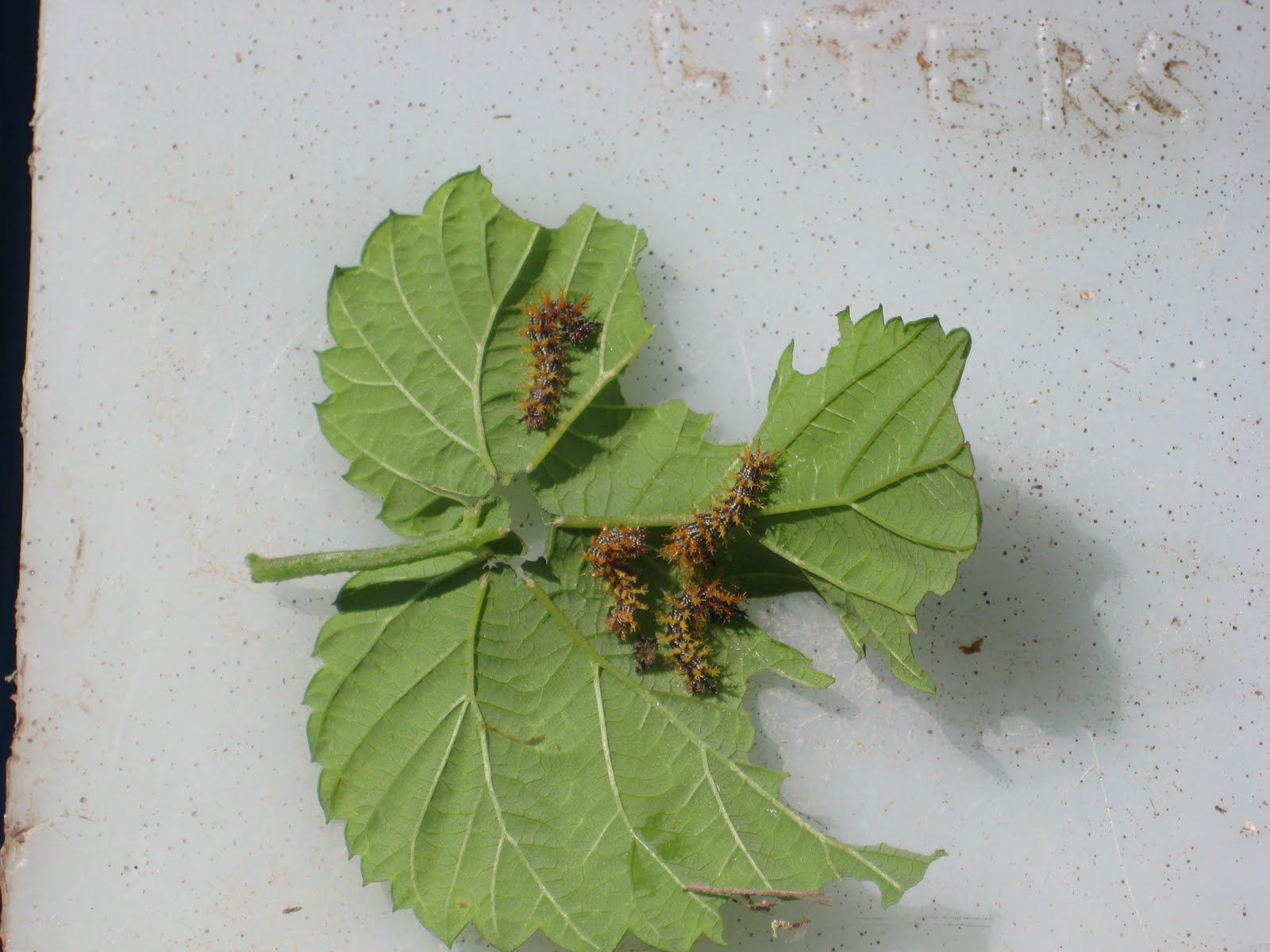 Michigan Hops Farm: Yucky Bugs!