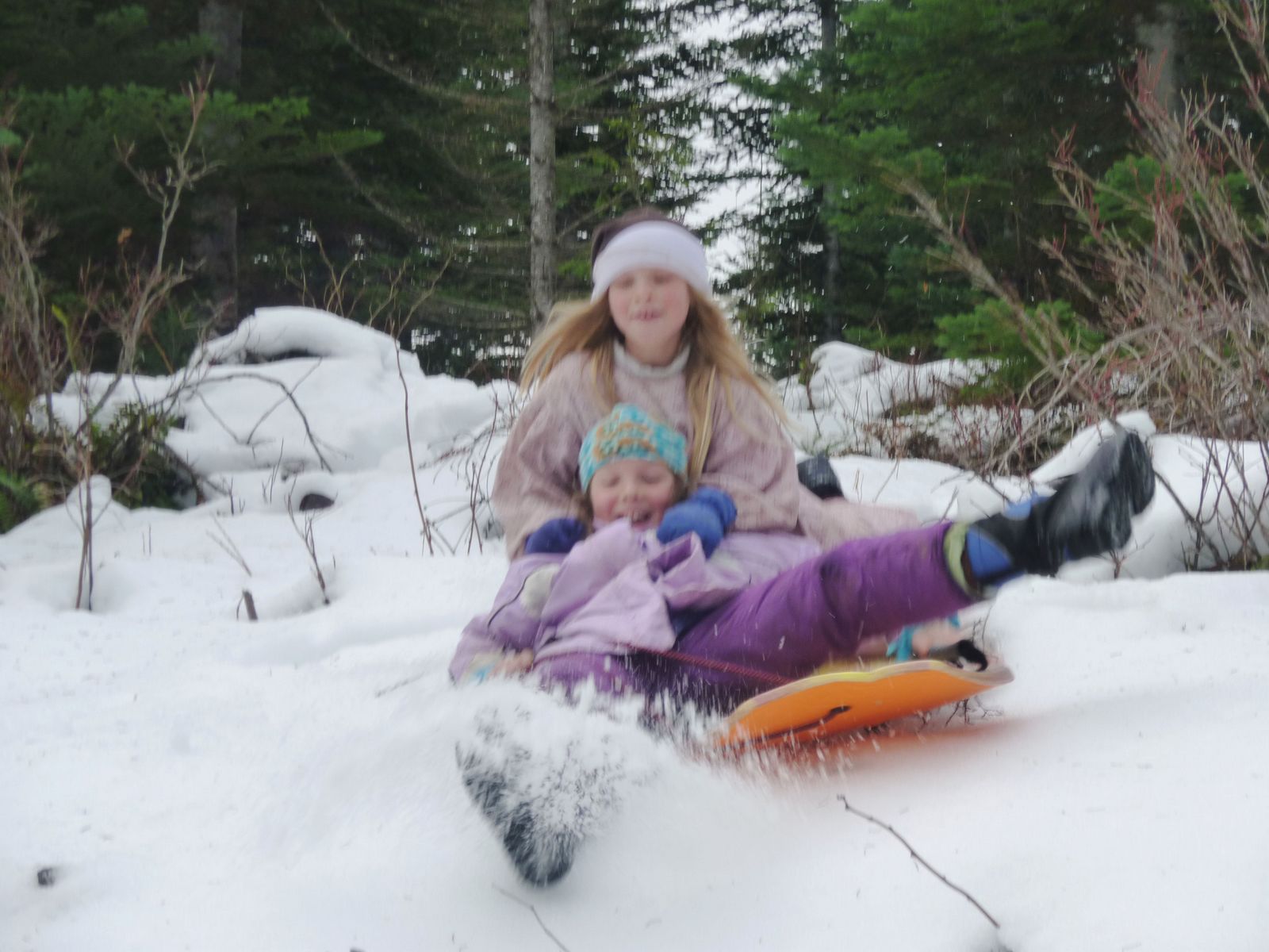 Koch Family News: Christmas tree adventure in the mountains