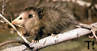 Queretaro el estado de todos: CLIMA, FLORA Y FAUNA