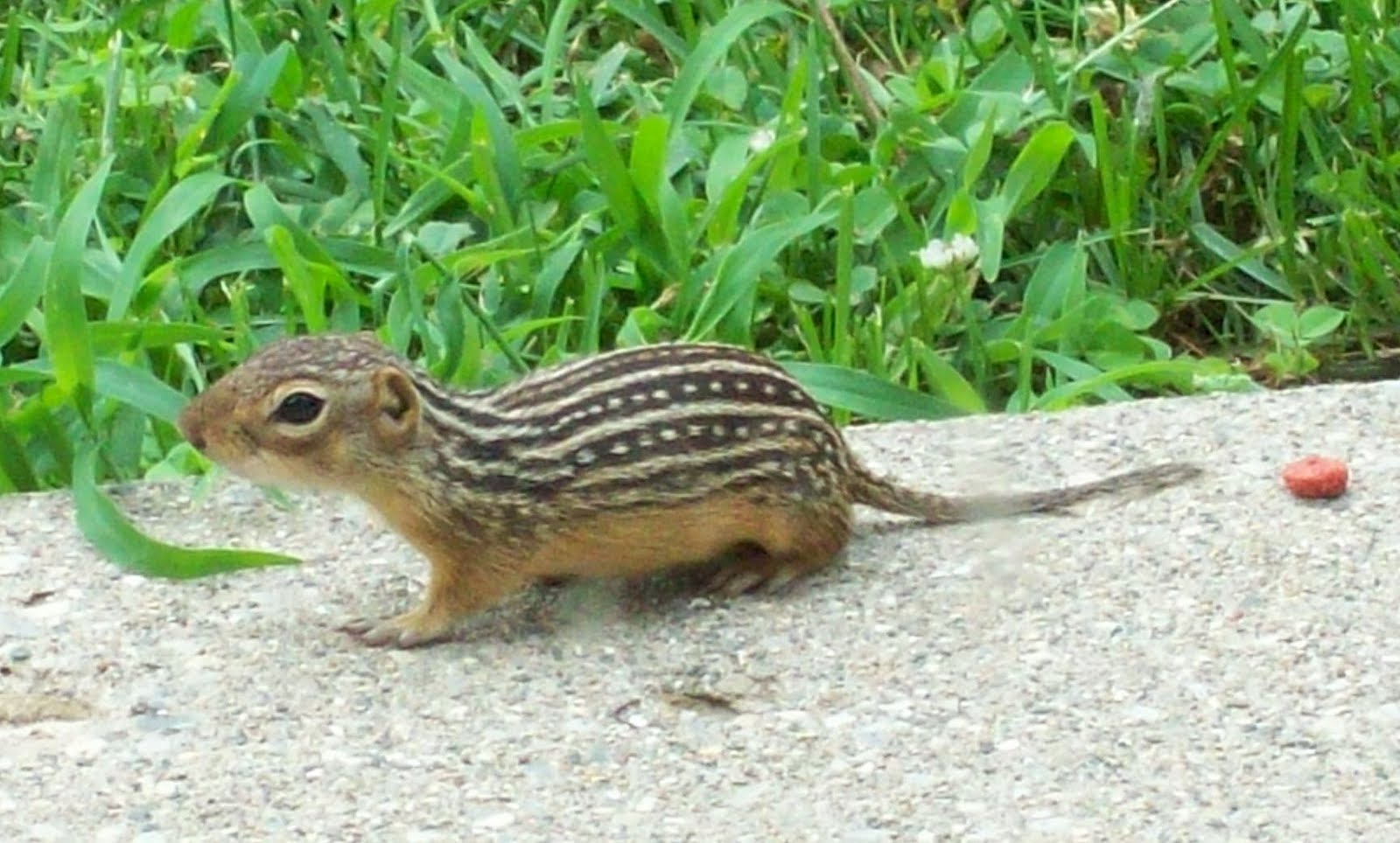 ButterflyLois: ~The Chippie Story~ :-)