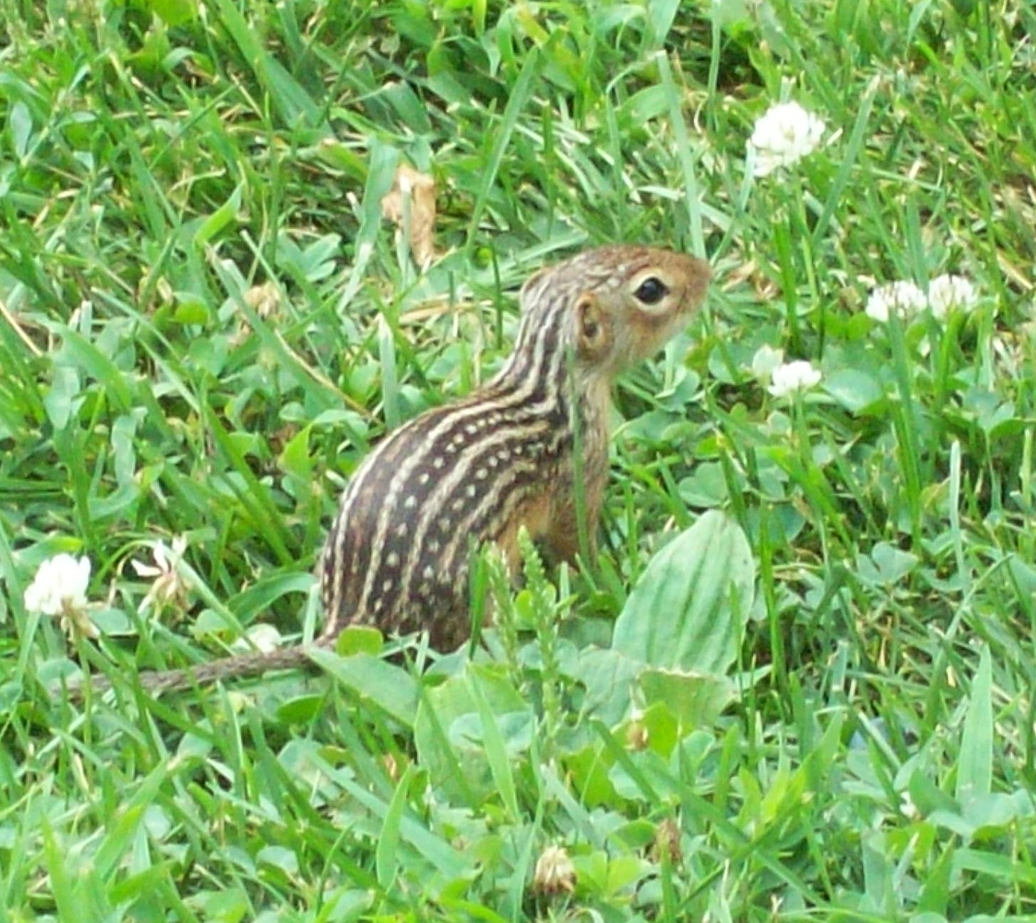 ButterflyLois: ~The Chippie Story~ :-)